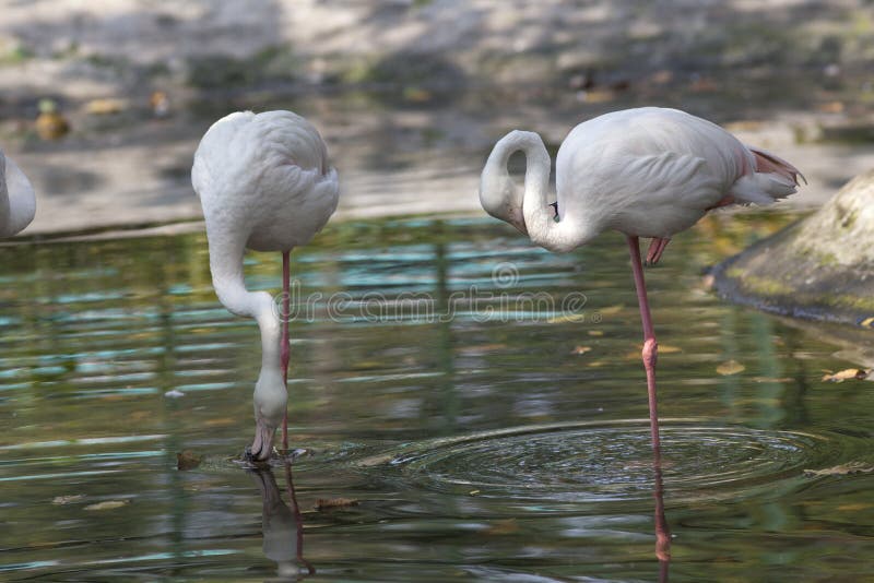 Flamenco bird stock photo. Image of elegance, bird, caribbean - 87729694