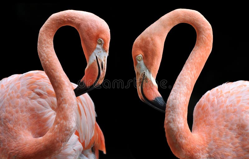 Flamingo lovers stock image. Image of heart, pair, engagement - 322997