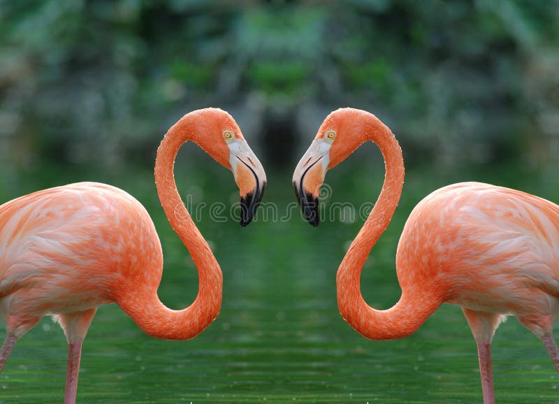 Flamingo love birds stock image. Image of pair, brother - 93623