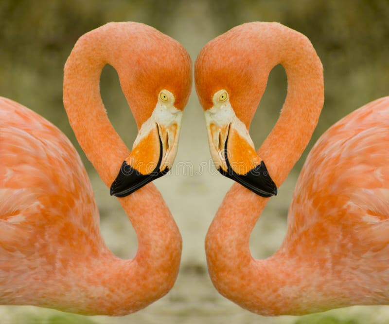 Two flamingos stock photo. Image of plumage, feather, portrait - 2468936