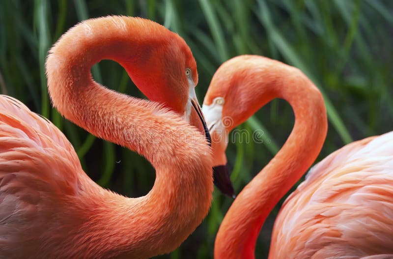 Two flamingos stock photo. Image of bright, colorful - 25552518