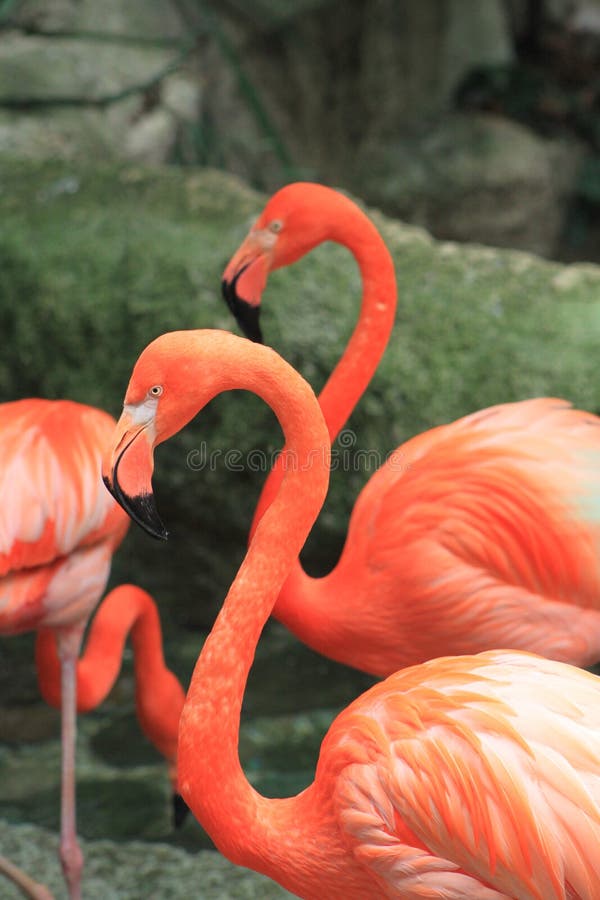 Two Flamingos Picture. Image: 25785256