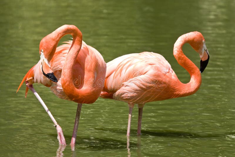 Two flamingos stock photo. Image of flamingo, standing - 9994180