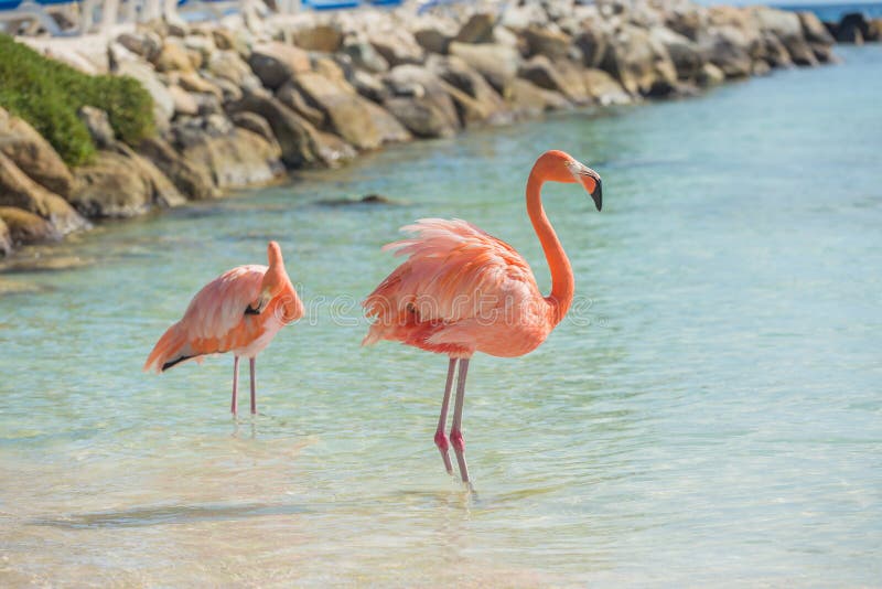 Two flamingos on the beach stock image. Image of coast - 82513979
