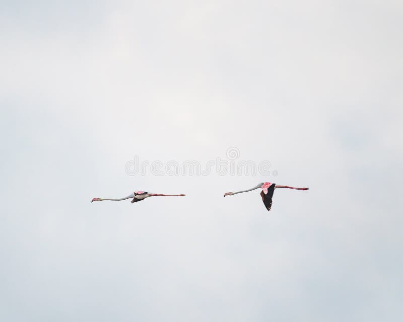 Two Flamingos Flying Against a Blue Sky Stock Photo - Image of wildlife ...