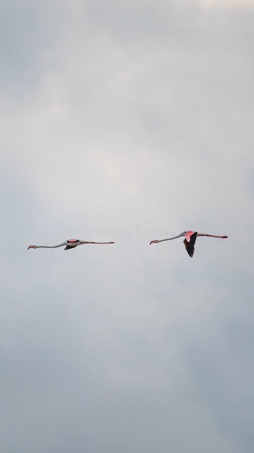 Two Flamingos Flying Against a Blue Sky Vertical 16:9 Stock Photo ...