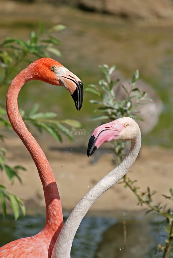 Two Flamingos Looking at Each Other Stock Photo - Image of orange ...