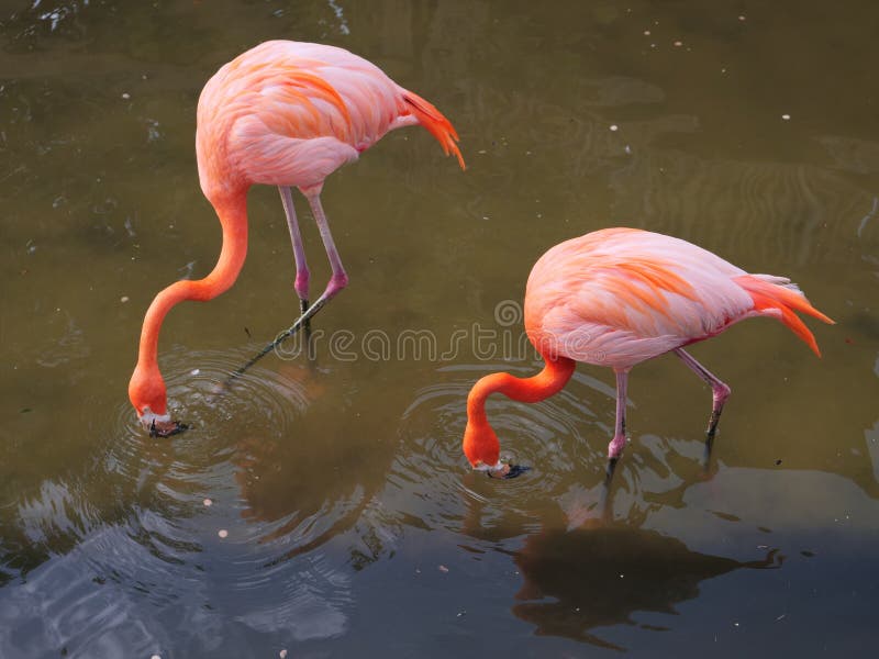 Two Flamingos Looking into the Water Stock Image - Image of ducks ...