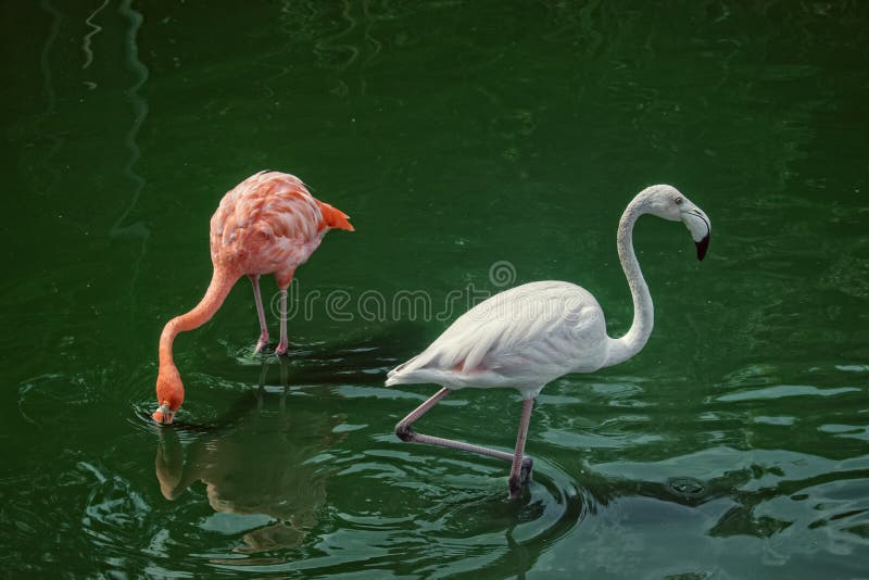 The Two Flamingos stock image. Image of malta, flamingo - 171135689