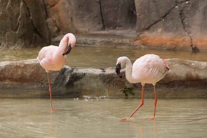 Two flamingos stock image. Image of flamingo, pink, natural - 94260255