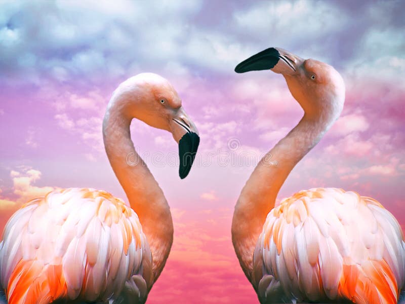 Flamingos stock image. Image of elegant, reflection, vivid - 9379619