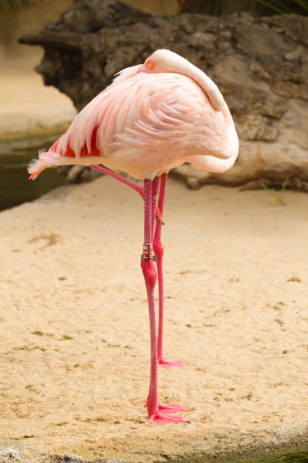 Flamingos in Sleeping Positions at Southern California Wild Animal Park ...