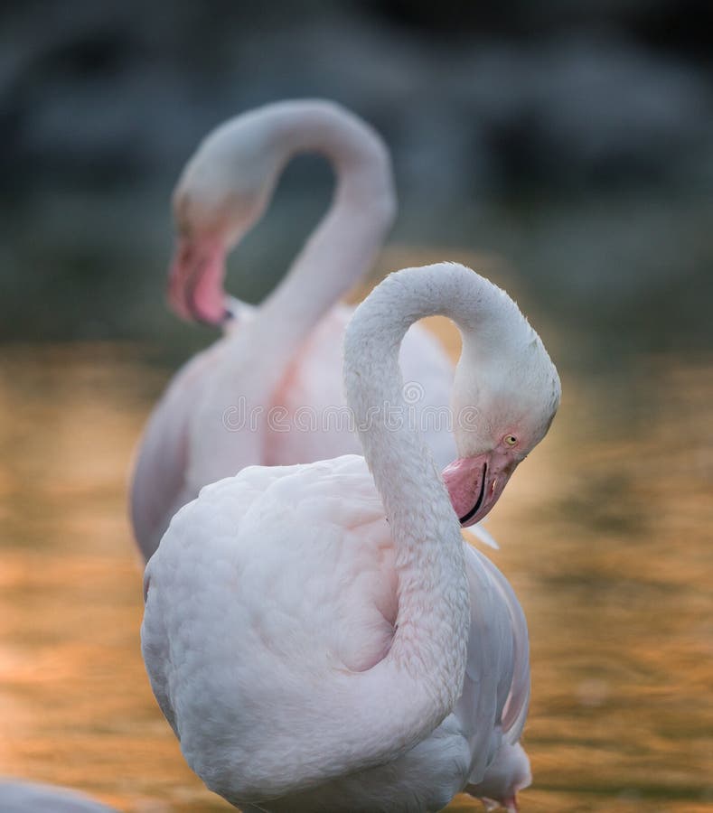 Two flamingos stock photo. Image of flamingo, profile - 52701734