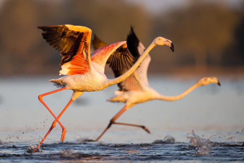 Two Flamingos Taking Flight Over the River Water Stock Image - Image of ...