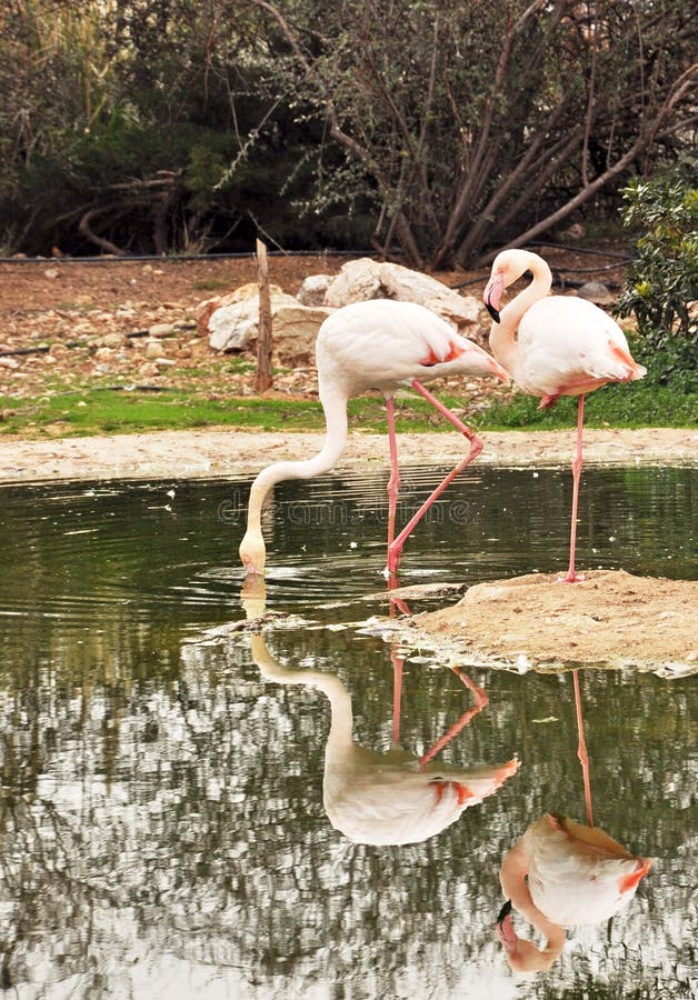 Two Pink Flamingos Stand In The Water With Reflections Stock Image ...