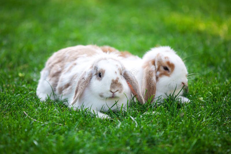 Two Flap-eared Pet Rabbits on Green Grass. Stock Photo - Image of bunny ...