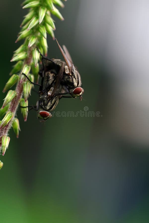 Two flies stock photo. Image of insects, green, copulation - 11542800