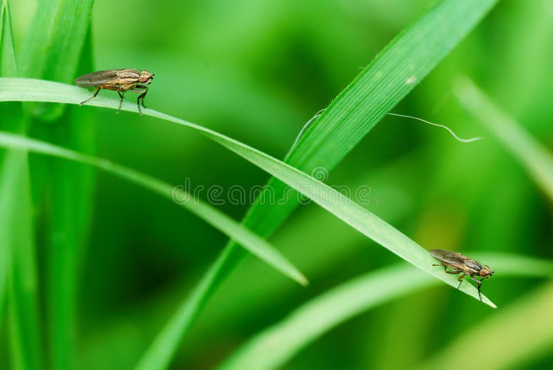 Two flies stock photo. Image of line, plant, environment - 17471992