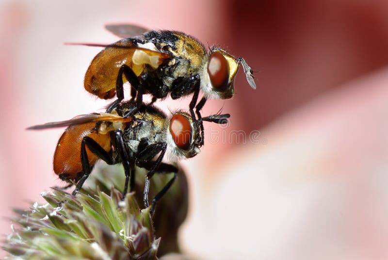 Two flies stock image. Image of common, hair, eyes, mating - 19803267