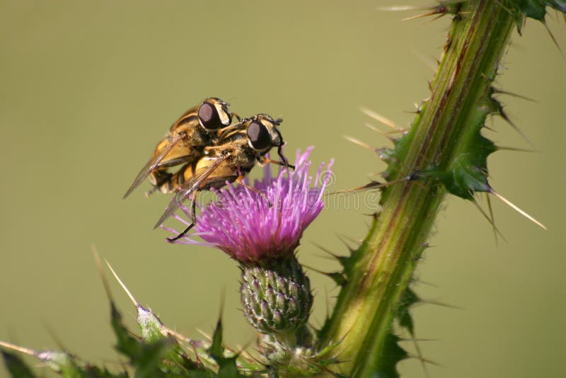 Two flies stock photo. Image of closeups, fauna, mating - 796672