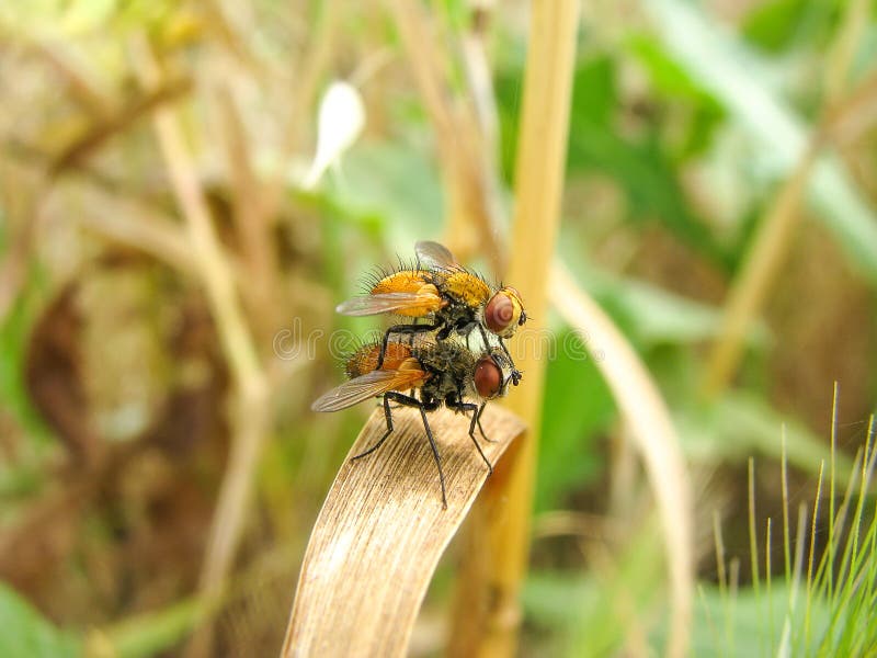 Two flies stock image. Image of gardens, summer, sitting - 33178491