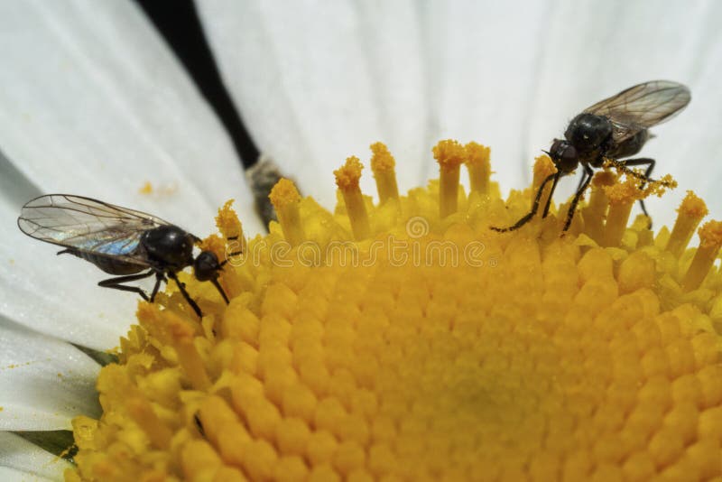 Two Flies Devoring the Pollen of the Marguerite Stock Image - Image of ...