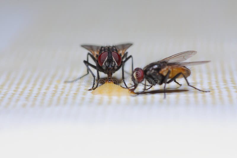 Two flies feeding stock photo. Image of feeding, prevention - 64782656