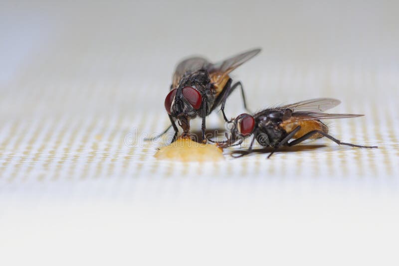 Two flies feeding stock photo. Image of sharpness, micro - 64782952