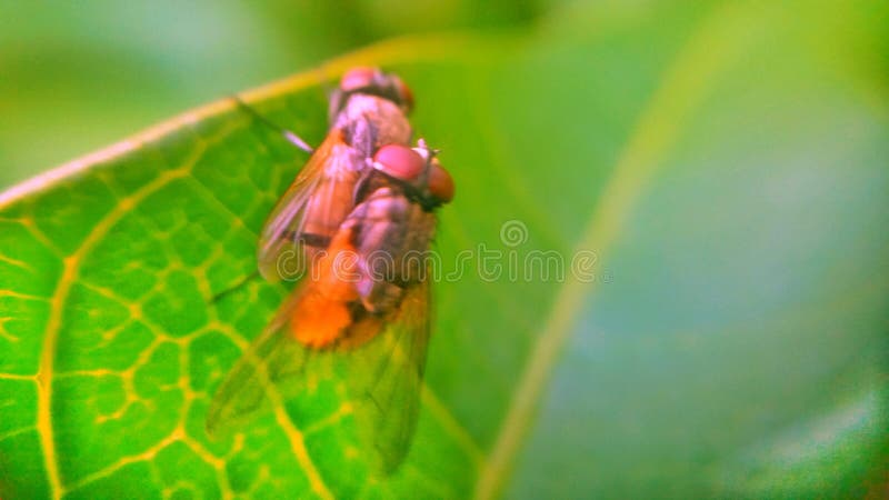 Two flies stock image. Image of wing, macro, plant, nature - 9610791