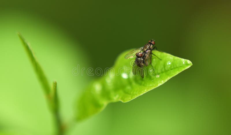 Two flies on green leaf stock photo. Image of house, animal - 72912416
