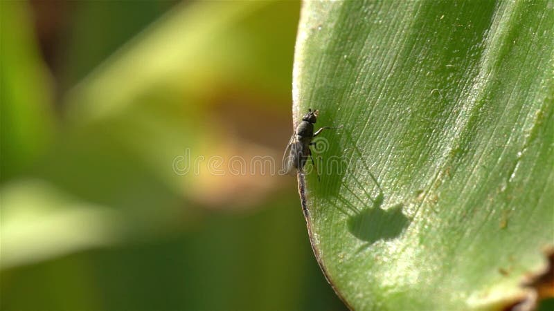 Two Flies Interacting Eachother Stock Video - Video of curled, pest ...