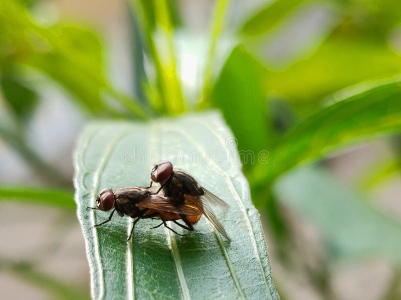 Two Flies are Laying on a Leaf Stock Photo - Image of arthropoda ...