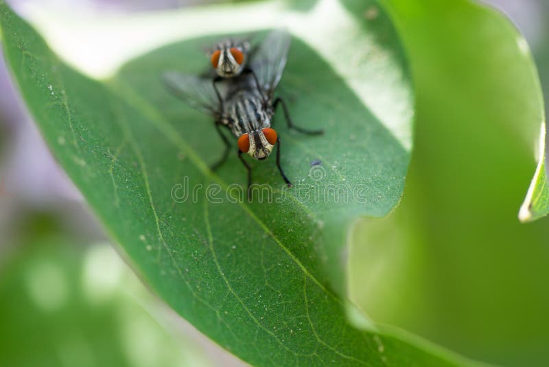 Two flies on a leaf stock image. Image of garden, pest - 252741071
