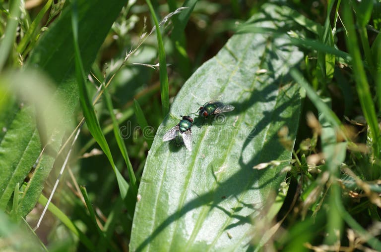 Leef Background Stock Photos - Free & Royalty-Free Stock Photos from ...