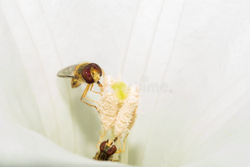 Two Flies Like a Wasp, Feed on White Nectar, Sitting Inside a Flower ...