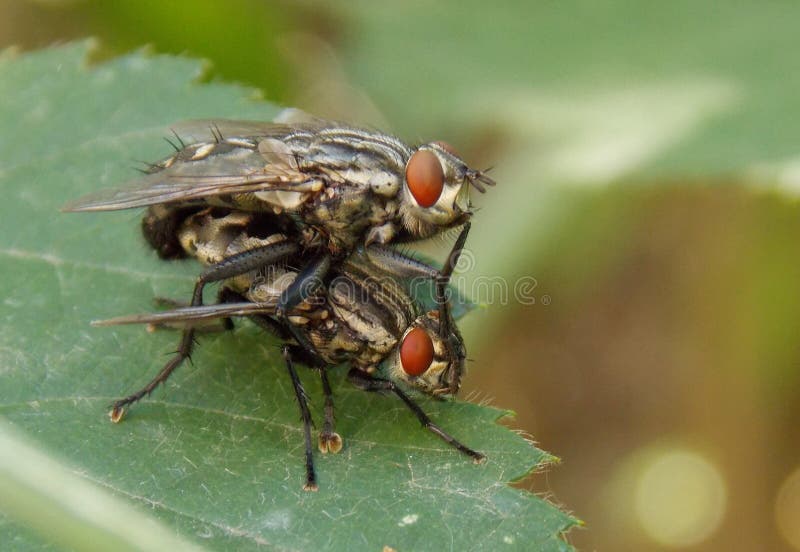 Two flies stock image. Image of wing, macro, plant, nature - 9610791