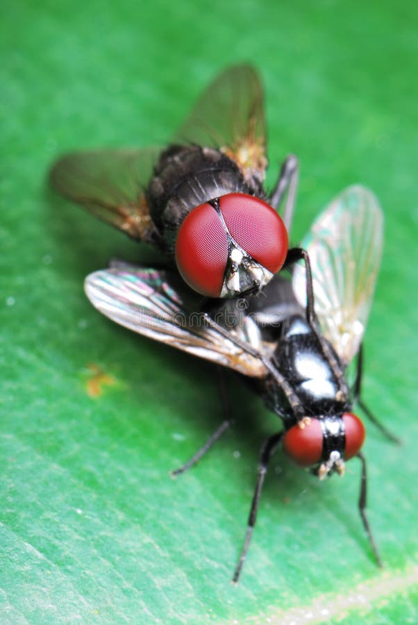 Two Flies Mating stock photo. Image of dump, infect, dirty - 13758228