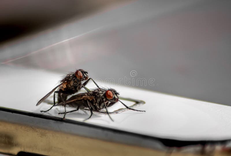 Two Flies Mating Close Up. Macro Shot Stock Image - Image of animal ...