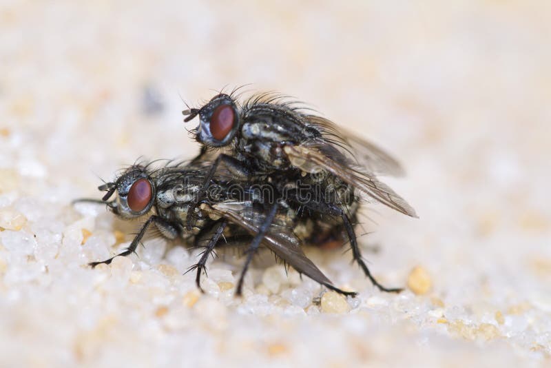 Two flies mating stock image. Image of hairy, buzz, insect - 105942749