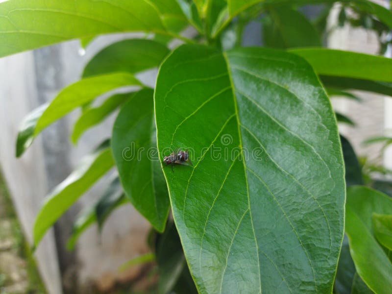 Two Flies Mating on a Green Leaf. Stock Photo - Image of flower, flies ...