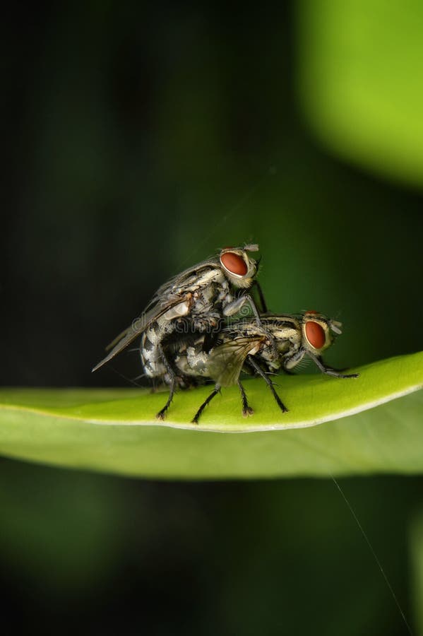 Two flies stock photo. Image of mating, pest, animal - 349770502