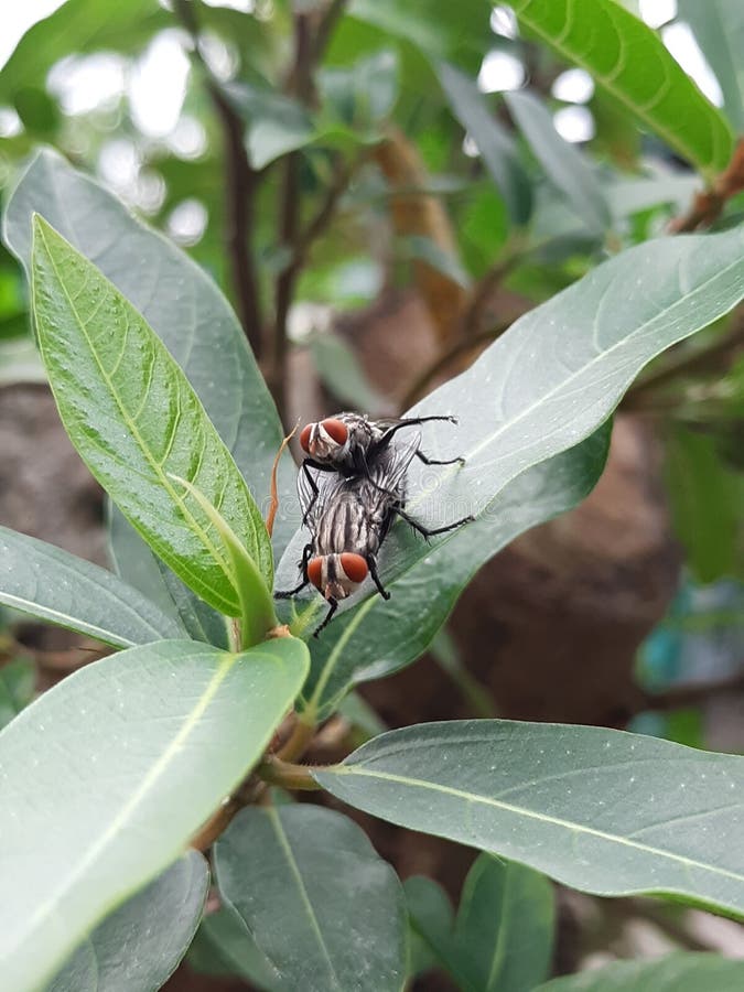 Two flies mating on a leaf stock photo. Image of discovery - 258348660