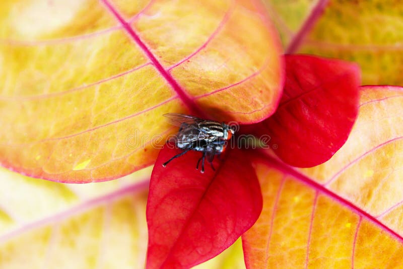 Two Flies Mating on Red Leaf Stock Photo - Image of leaf, fauna: 171679172