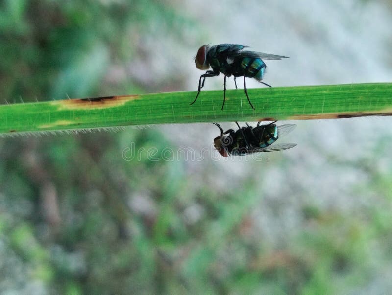 Two Flies Perched on Leaves, at First Glance they Look Like a Mirror ...