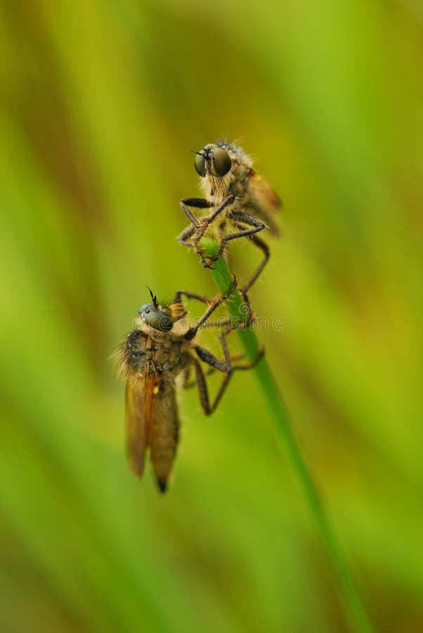 Two flies on plant stem stock image. Image of diptera - 14875525