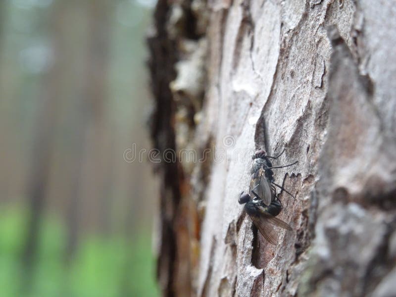 Two Flies are Sitting on the Trunk of a Pine Tree Stock Photo - Image ...