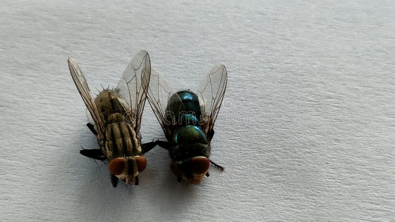 Two Flies are Together Looking for Food Stock Image - Image of together ...