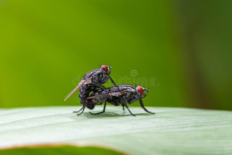 Two Flies with Wide Open Red Eyes Pairing on a Green Leaf Stock Image ...