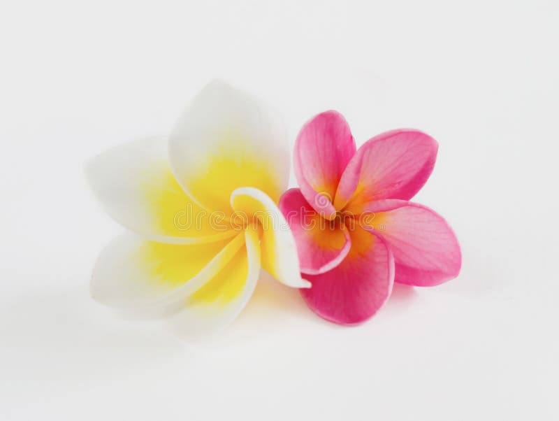 Two flower stock photo. Image of relax, welcome, plumeria - 26780474