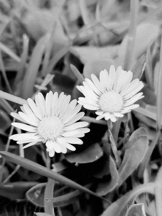 Two Flower in Black and White Stock Photo - Image of white, grass ...